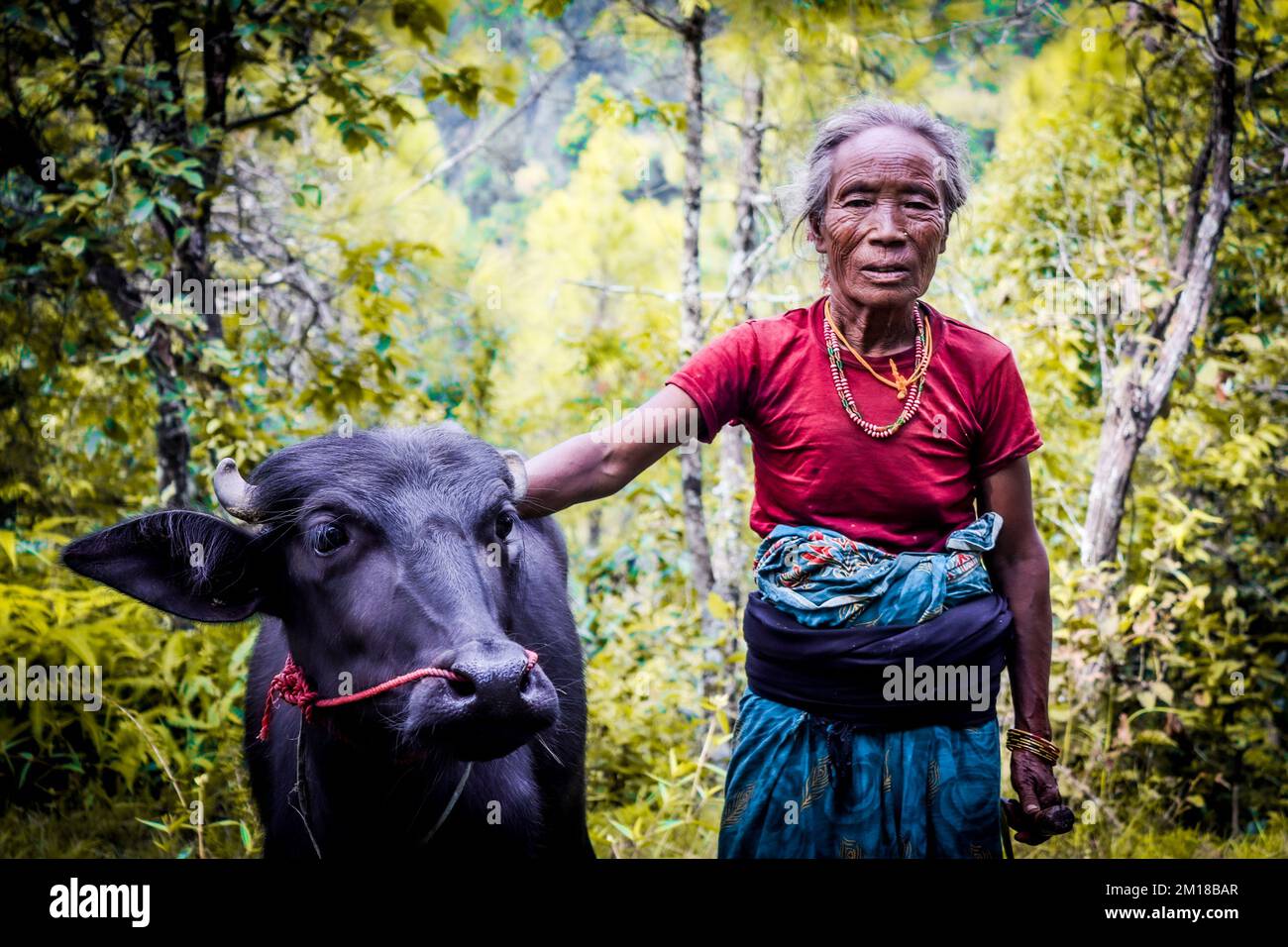 Buffalo farming in nepal hi-res stock photography and images - Alamy