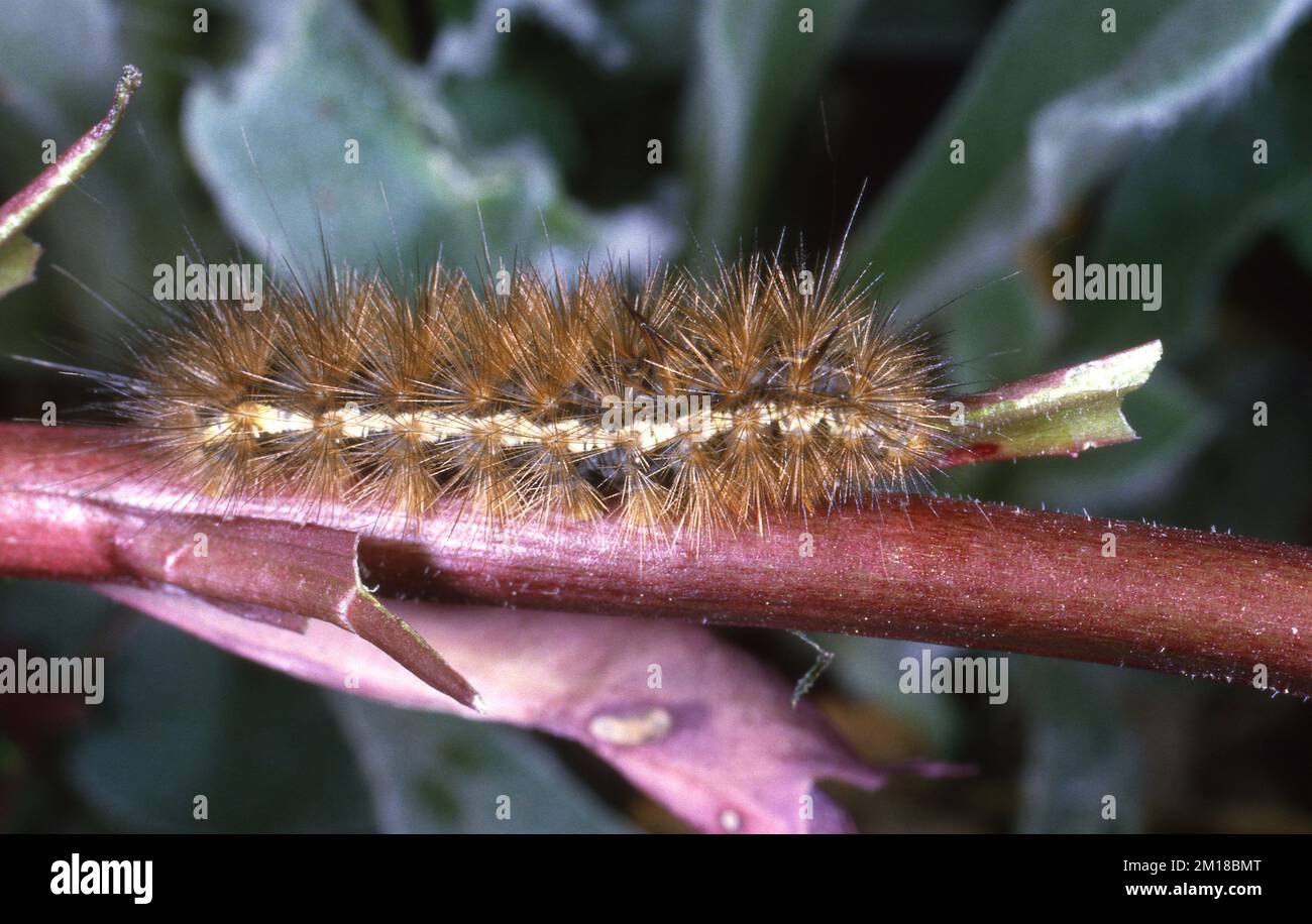 Buff ermine larva Stock Photo - Alamy