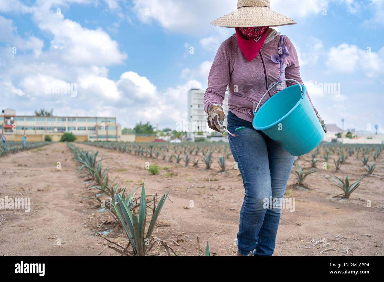Agave farmer woman hi-res stock photography and images - Alamy