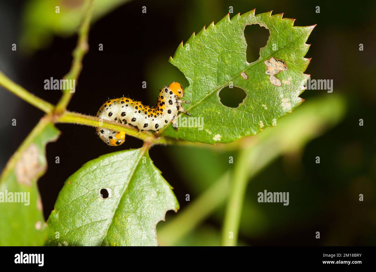 Large Rose Sawfly larva Stock Photo - Alamy