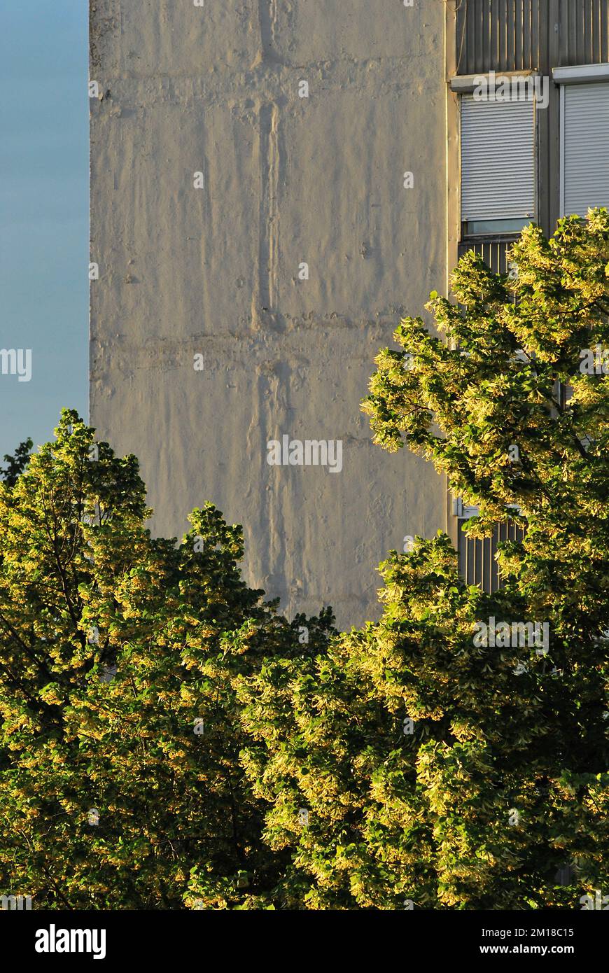 Linden trees and skyscraper Stock Photo - Alamy