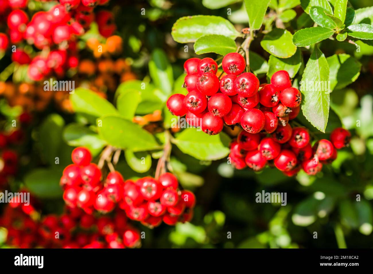 A bunch of red firethorn (Pyracantha coccinea) berries Stock Photo - Alamy