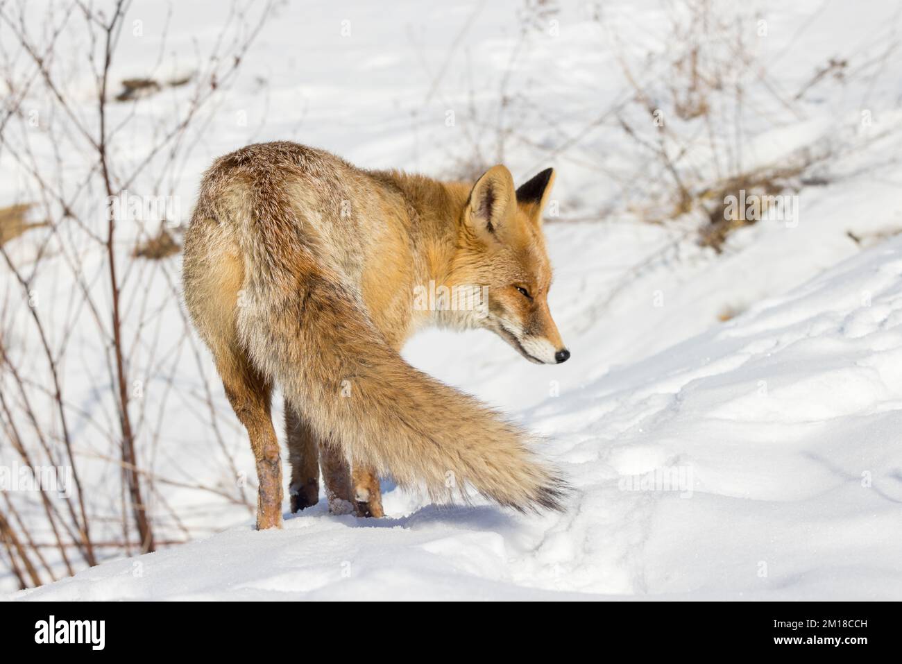 Vulpes vulpes. An urban red fox in Moscow, Russia Stock Photo - Alamy