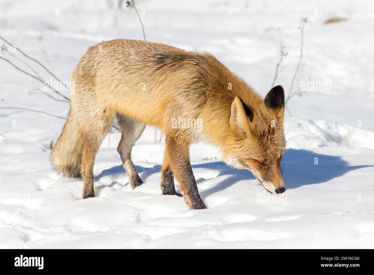 Vulpes vulpes. An urban red fox in Moscow, Russia Stock Photo - Alamy