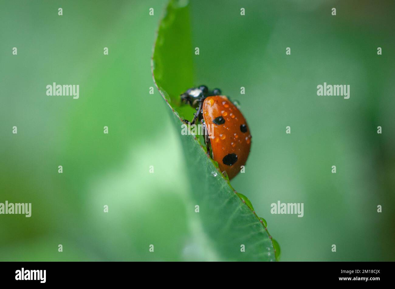 A closeup of a lady bug in dew on a green leaf Stock Photo - Alamy