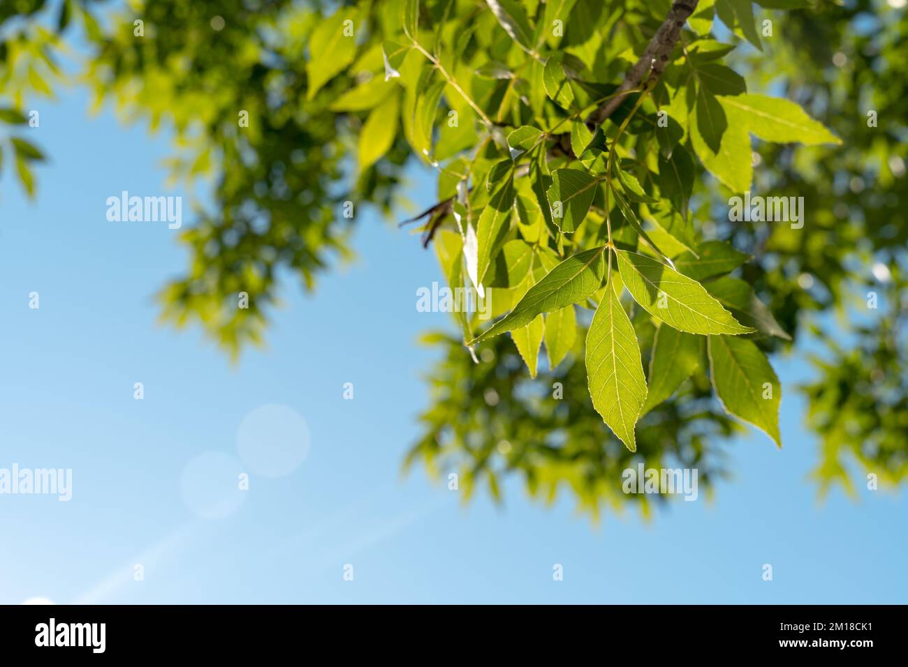 A low angle shot of the green tree branches on the background of the ...