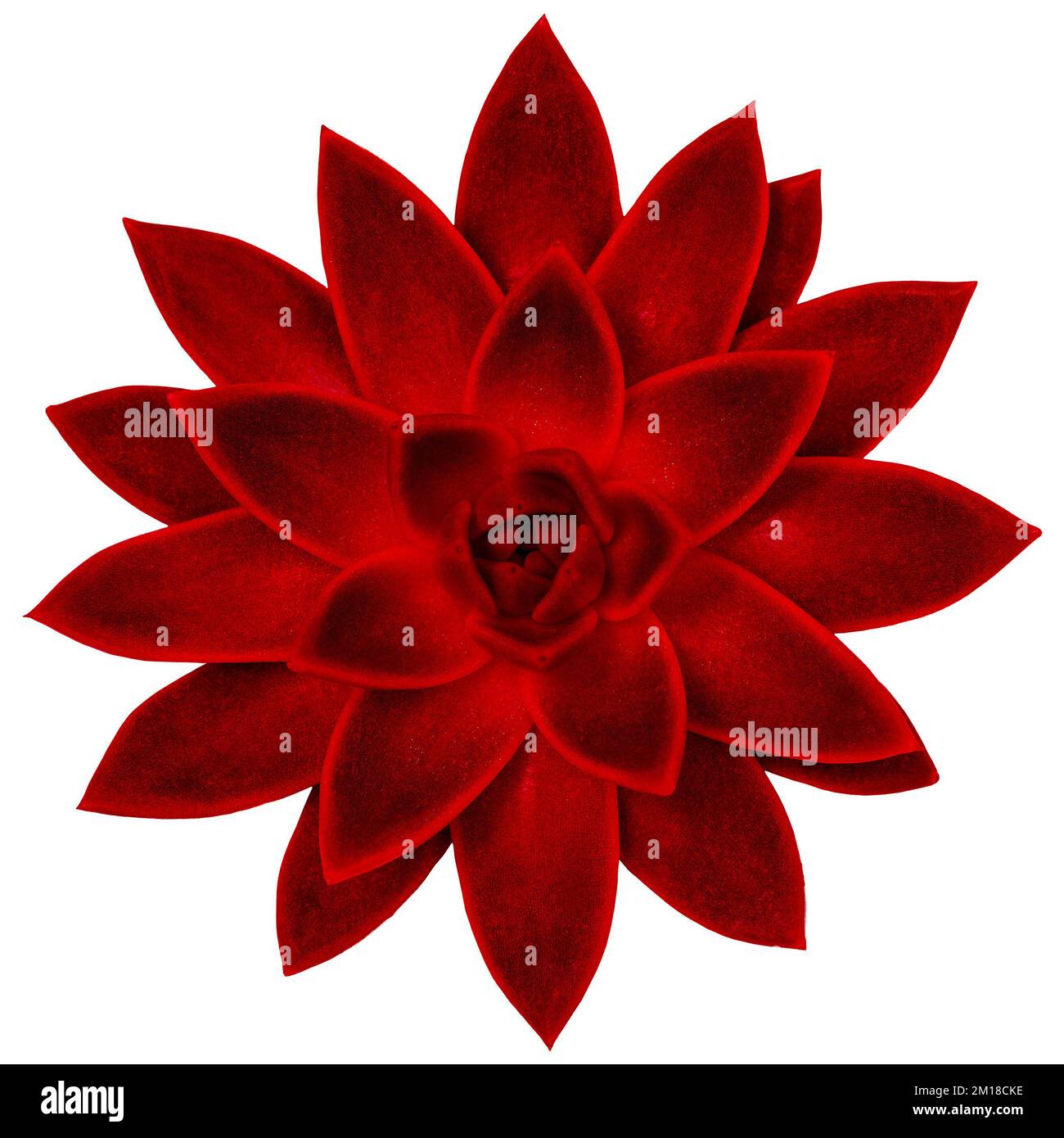 Succulent red viva magenta exotic plant isolated white background Stock ...