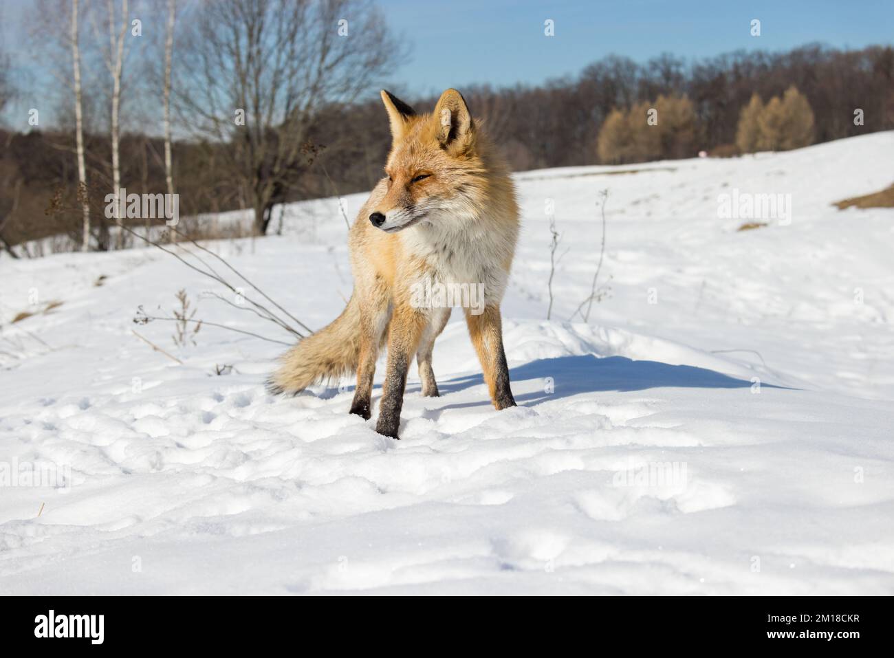 Vulpes vulpes. An urban red fox in Moscow, Russia Stock Photo - Alamy
