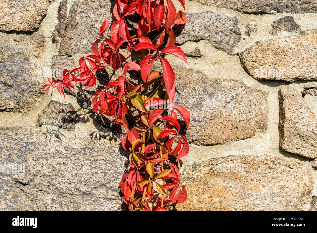 Red leaves of Virginia creeper (Parthenocissus quinqefolia) entwine at ...