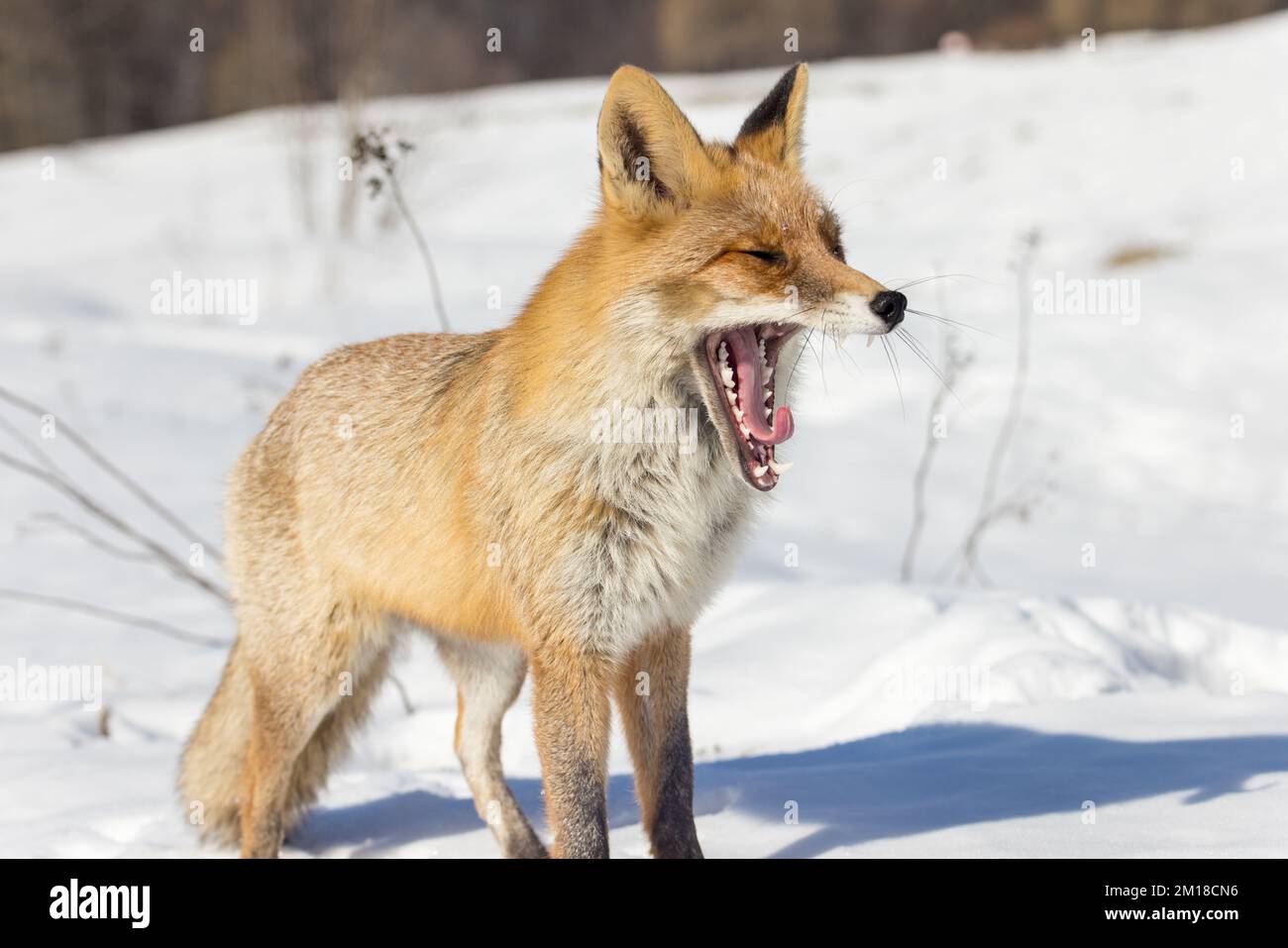 Vulpes vulpes. An urban red fox in Moscow, Russia Stock Photo - Alamy