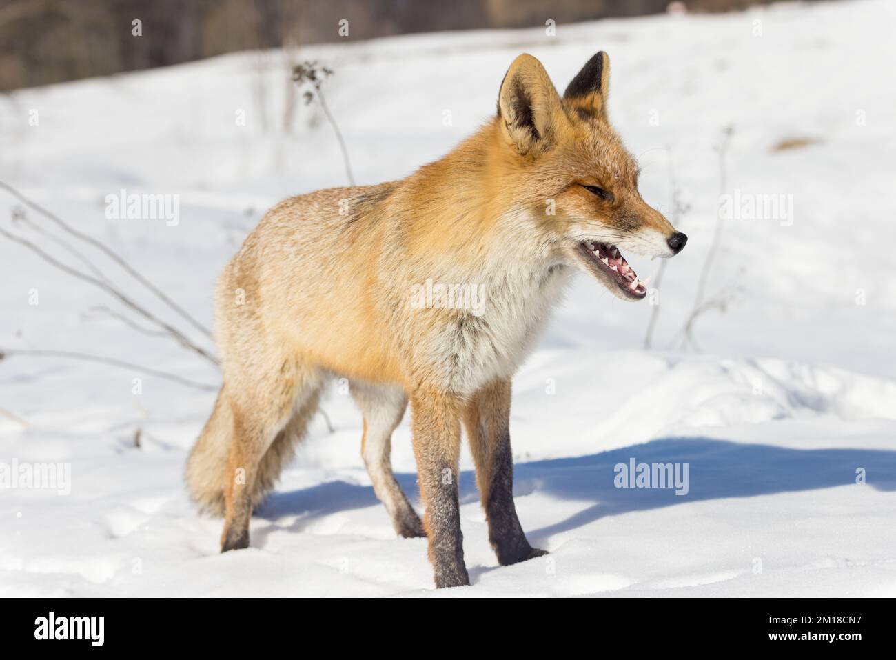 Vulpes vulpes. An urban red fox in Moscow, Russia Stock Photo - Alamy