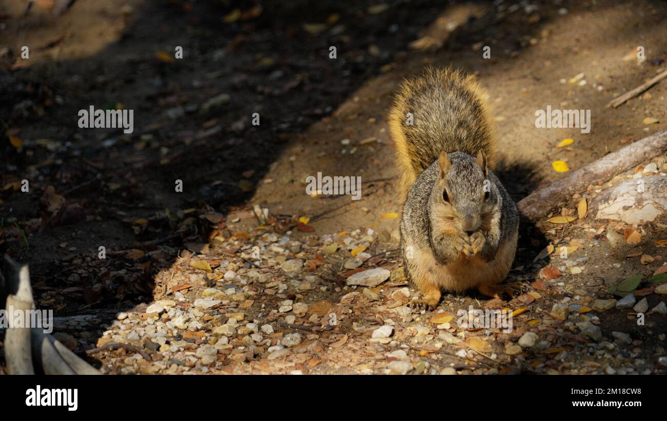 A squirrel finding food hi-res stock photography and images - Alamy