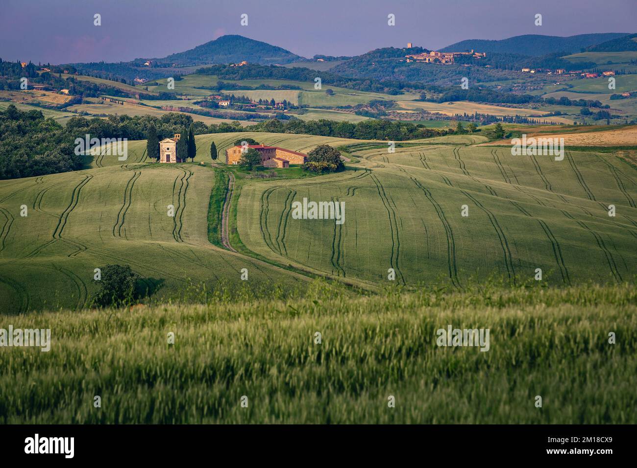 Beautiful Tuscany landscape with cultivated grain fields. Cute Vitaleta ...