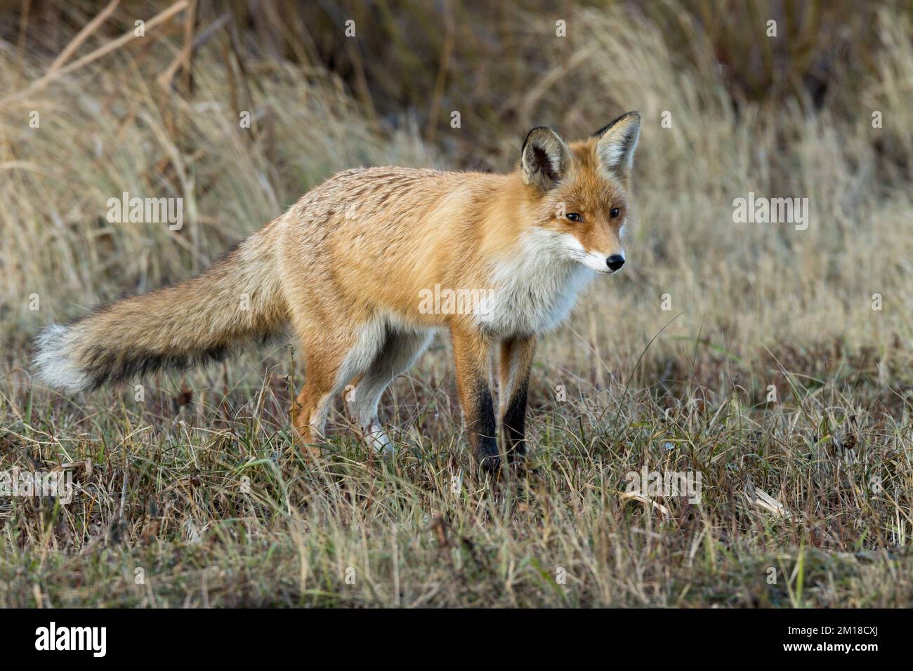 Vulpes vulpes. An urban red fox in Moscow, Russia Stock Photo - Alamy