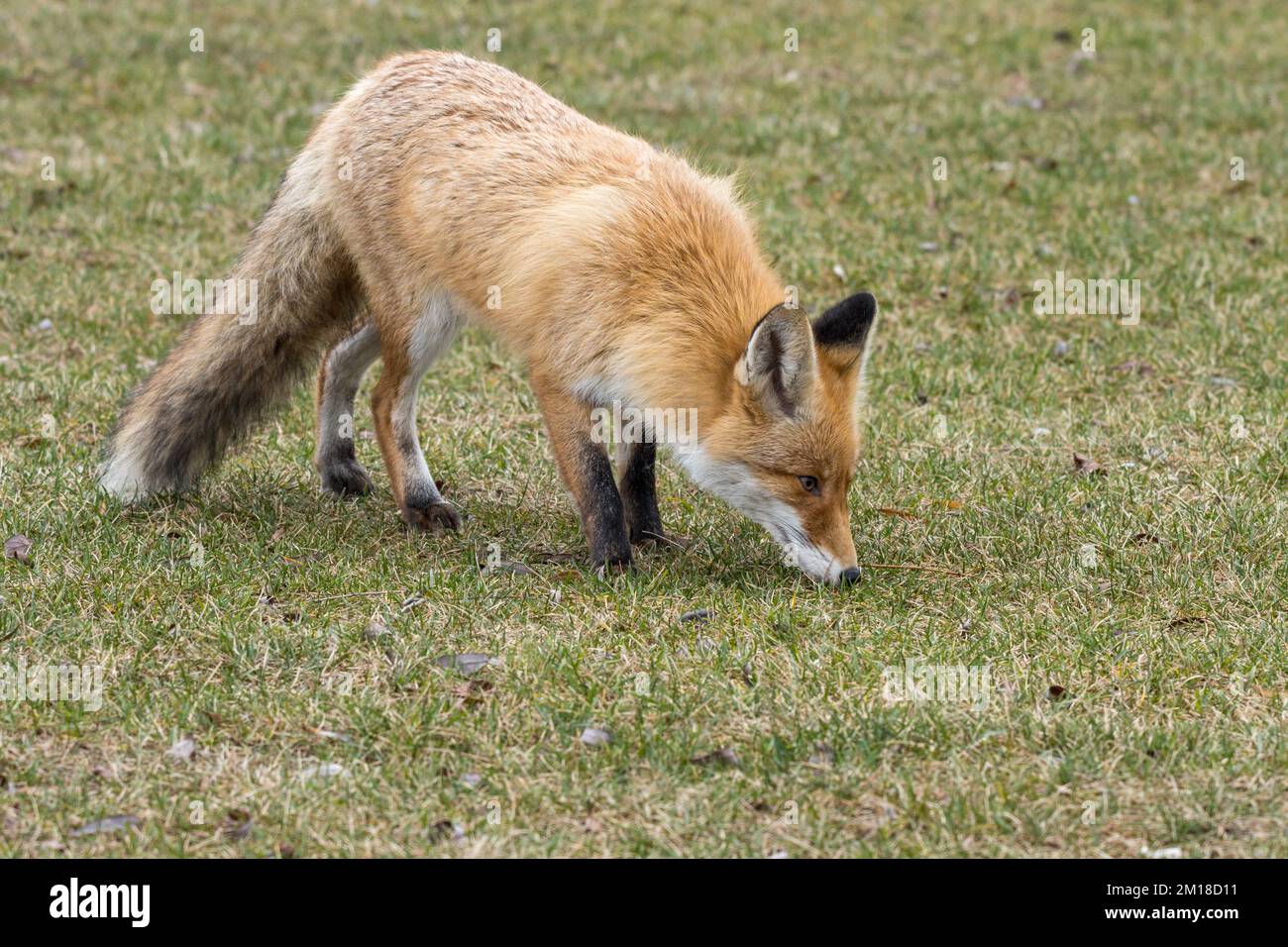 Vulpes vulpes. An urban red fox in Moscow, Russia Stock Photo - Alamy