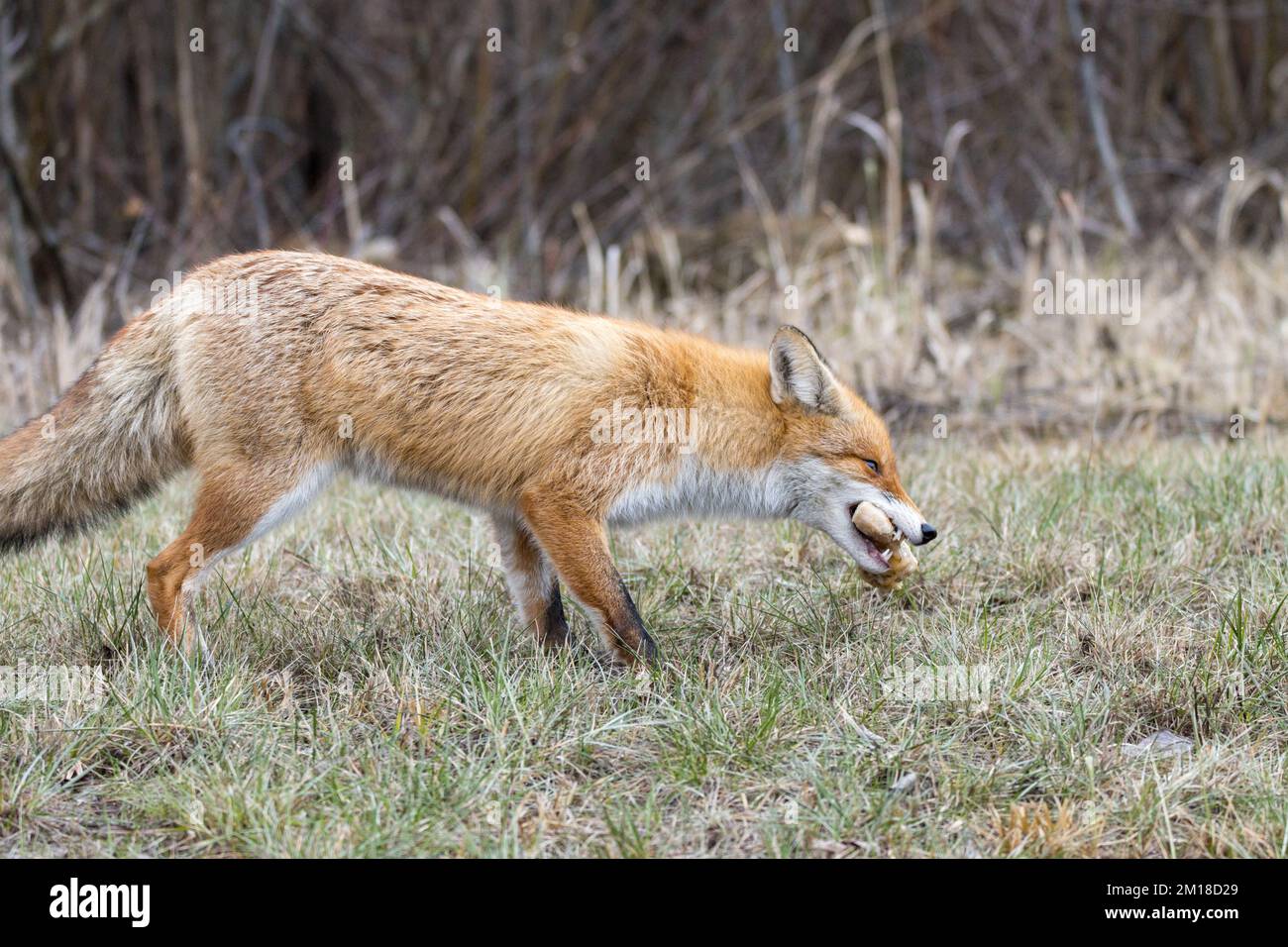 Vulpes vulpes. An urban red fox in Moscow, Russia Stock Photo - Alamy