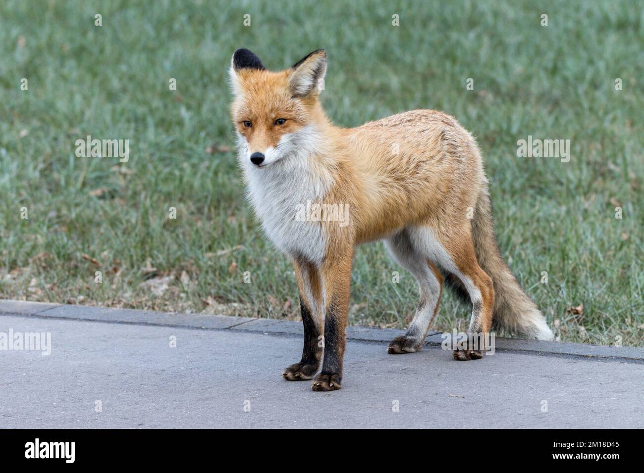 Vulpes vulpes. An urban red fox in Moscow, Russia Stock Photo - Alamy