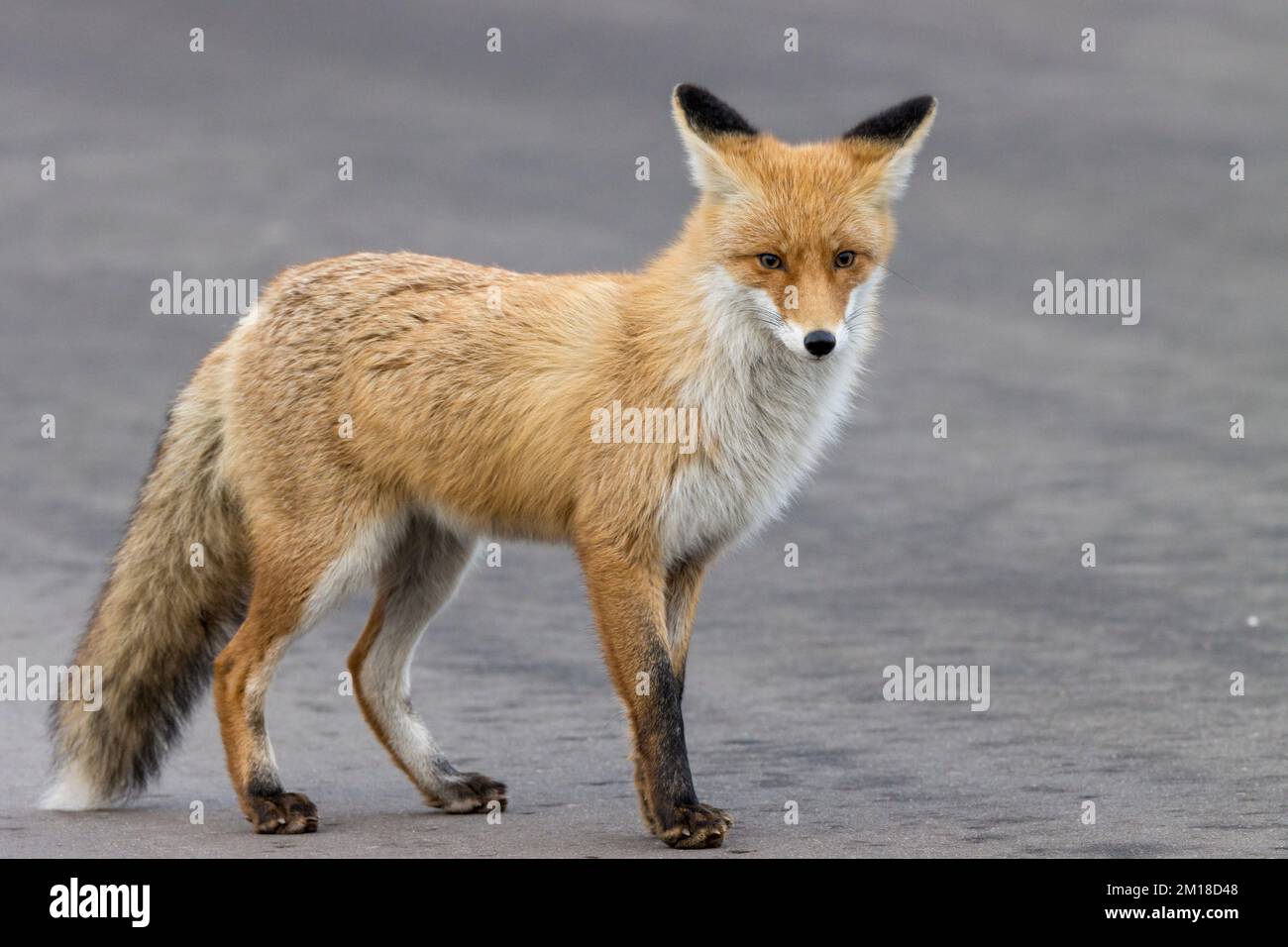 Vulpes vulpes. An urban red fox in Moscow, Russia Stock Photo - Alamy