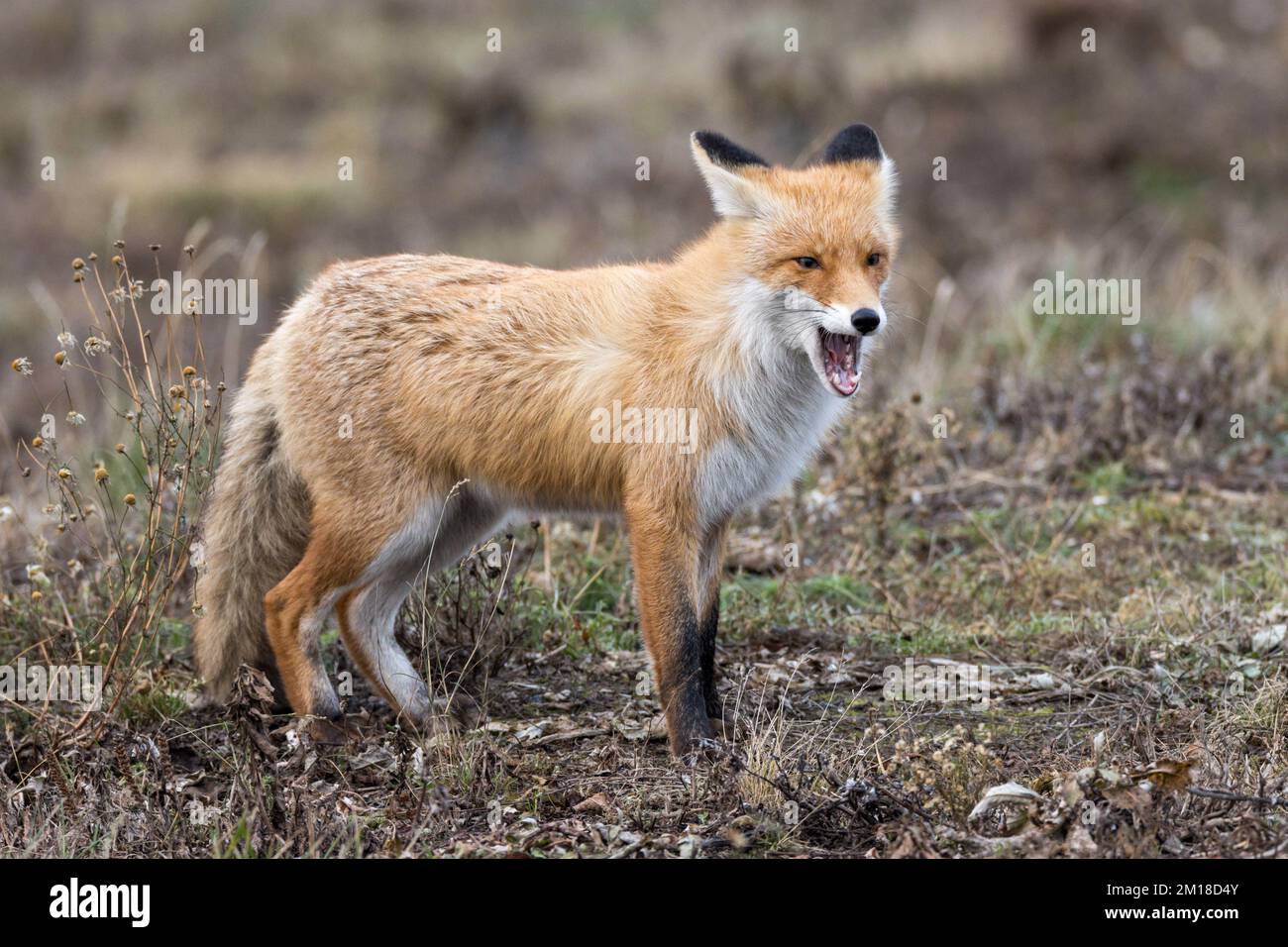 Vulpes vulpes. An urban red fox in Moscow, Russia Stock Photo - Alamy
