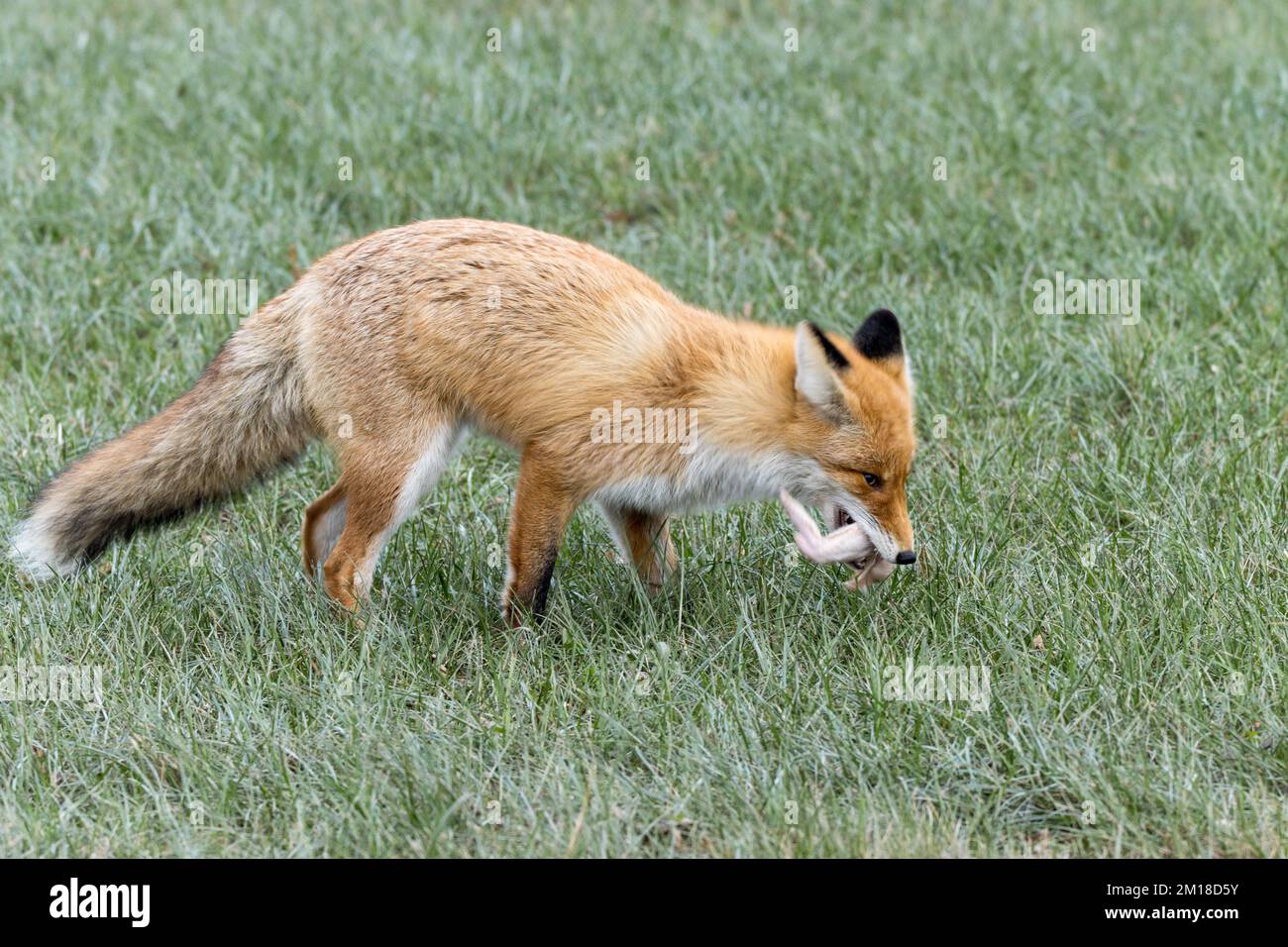 Vulpes vulpes. An urban red fox in Moscow, Russia Stock Photo - Alamy