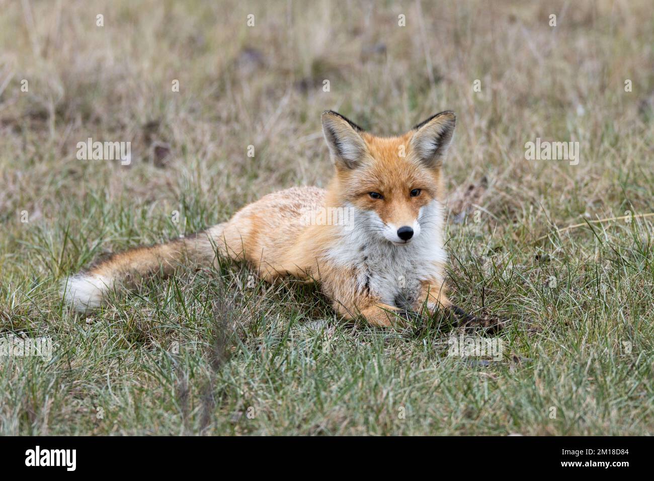 Vulpes vulpes. An urban red fox in Moscow, Russia Stock Photo - Alamy