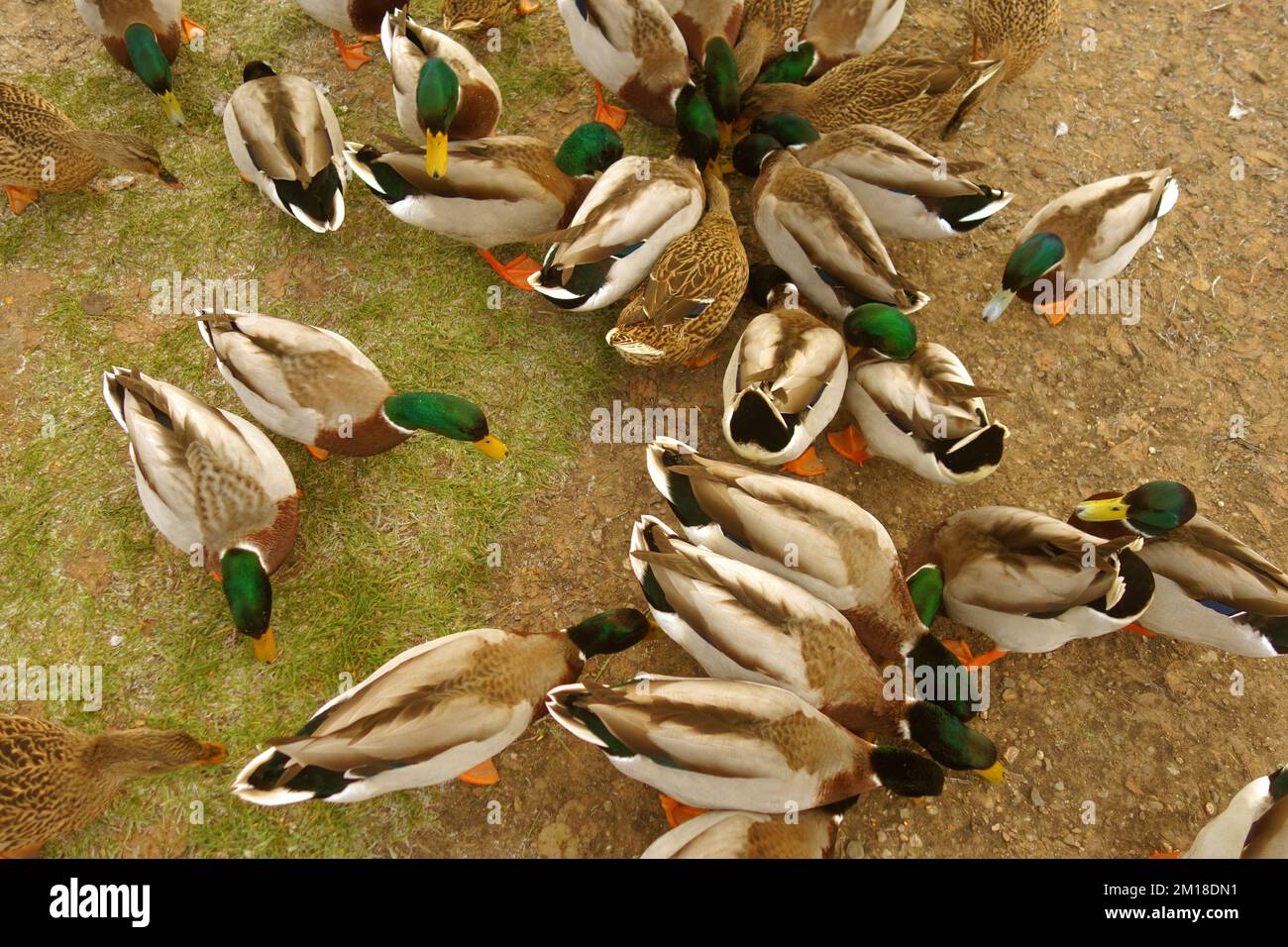Ducks from above hi-res stock photography and images - Alamy