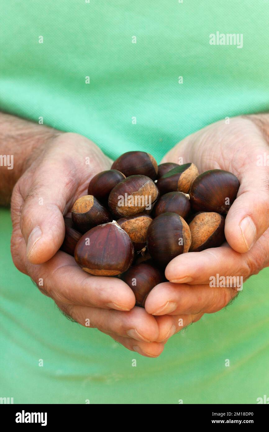 Chestnut farming hi-res stock photography and images - Alamy