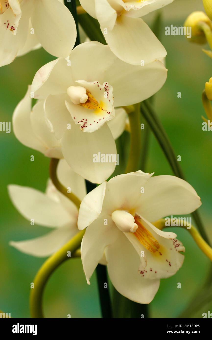 Cymbidium orchid white flower hi-res stock photography and images - Alamy