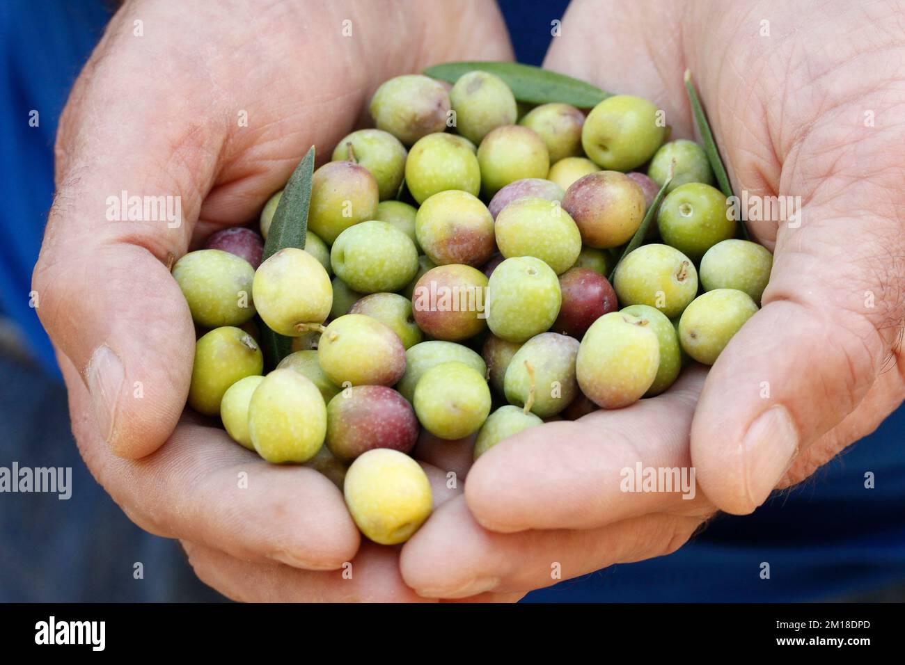 Arbequina extra virgin olive oil hi-res stock photography and images ...