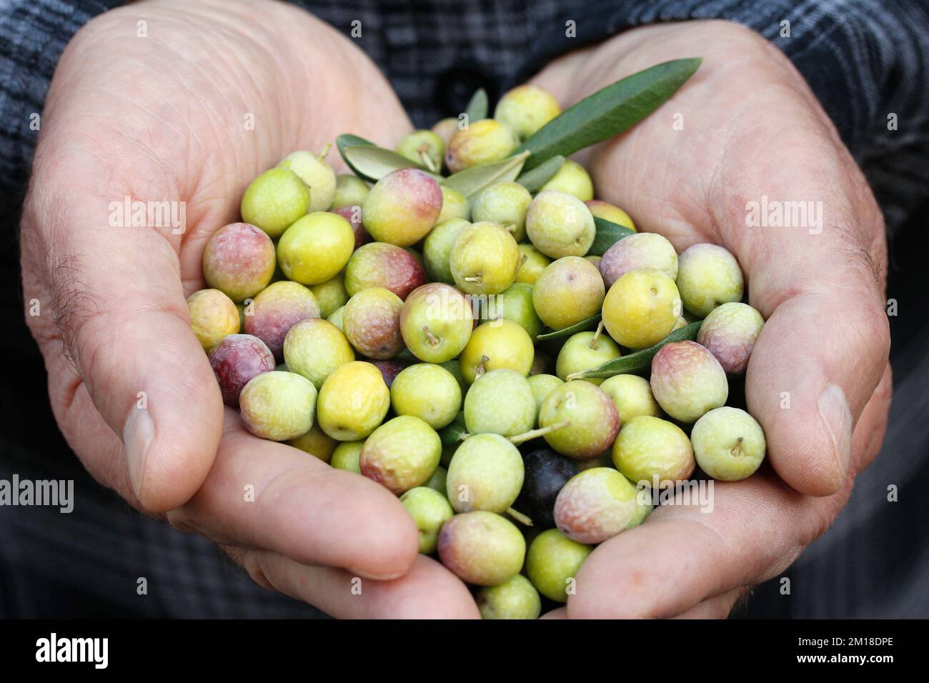 Arbequina extra virgin olive oil hi-res stock photography and images ...