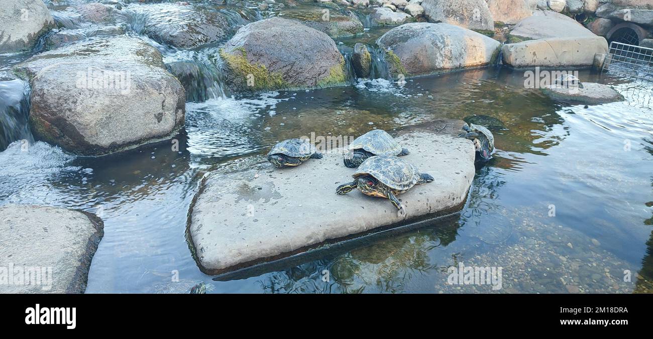 Specimen of European turtle on a rock inside a terrarium Stock Photo ...