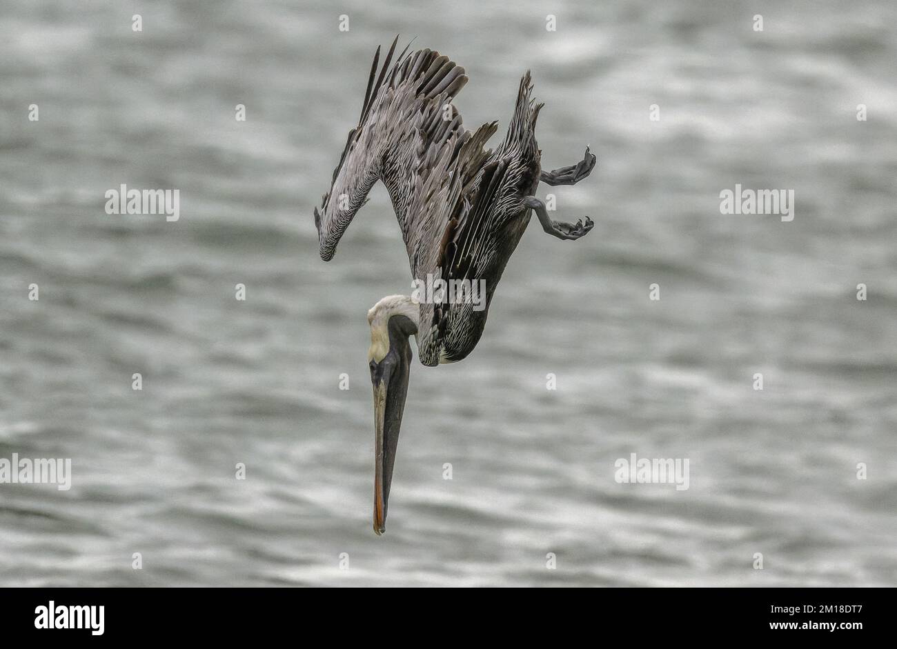 Brown pelican, Pelecanus occidentalis, fishing by diving steeply into ...