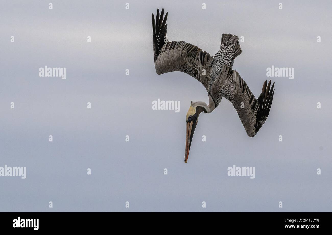 Brown pelican, Pelecanus occidentalis, fishing by diving steeply into ...