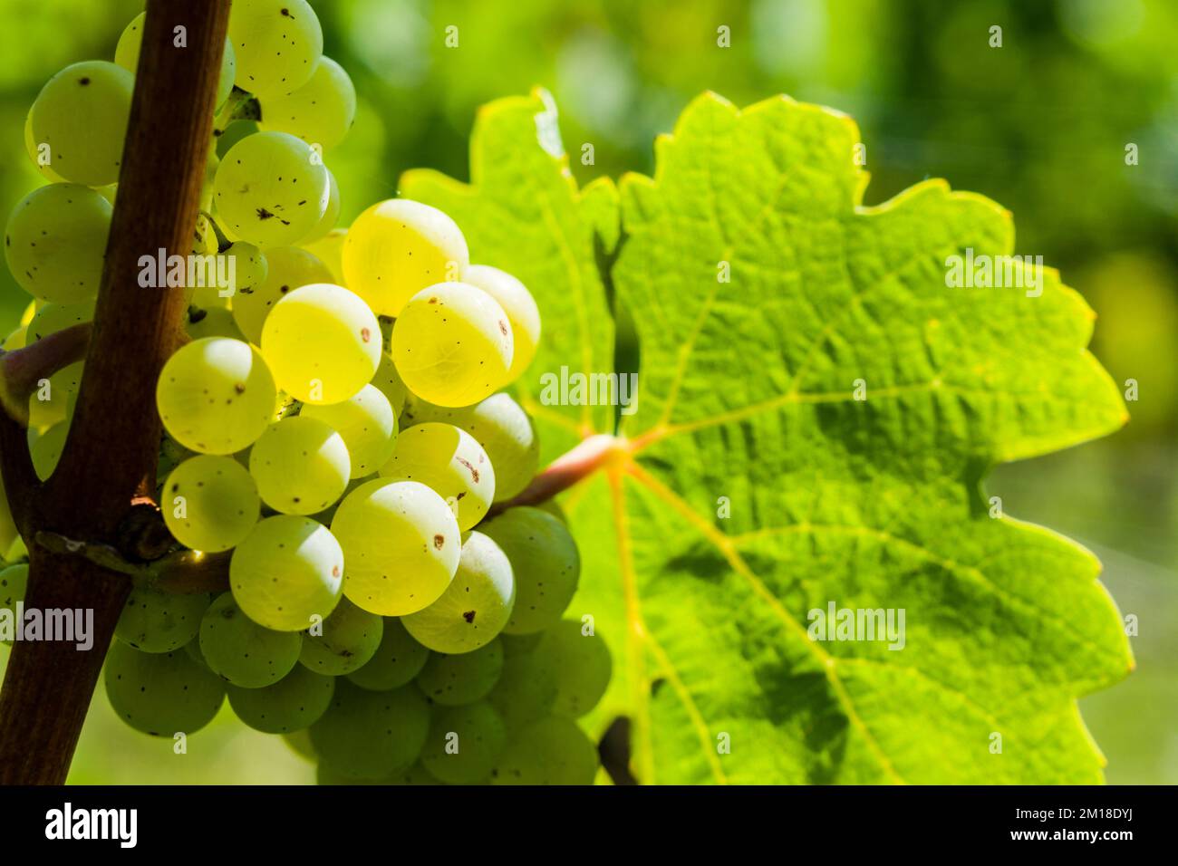 A bunch of Scheurebe grapes in the wineyards of the winery Wackerbarth ...