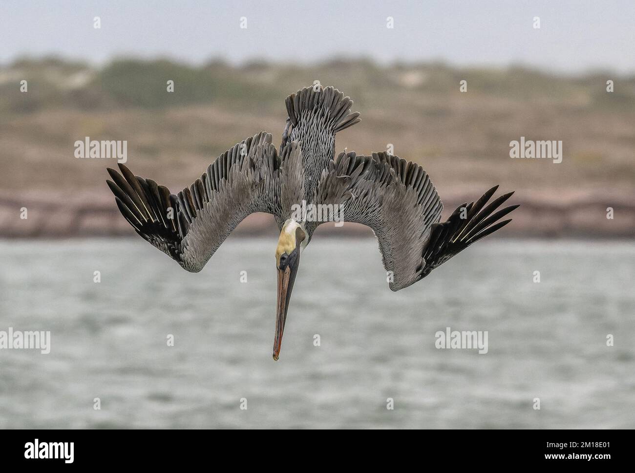 Brown pelican, Pelecanus occidentalis, fishing by diving steeply into ...