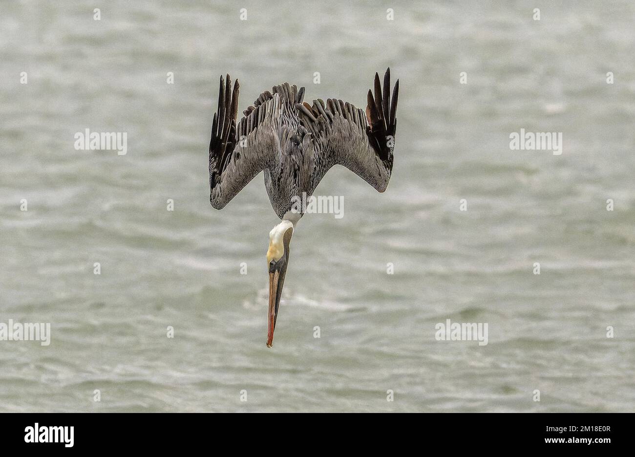 Brown pelican, Pelecanus occidentalis, fishing by diving steeply into ...