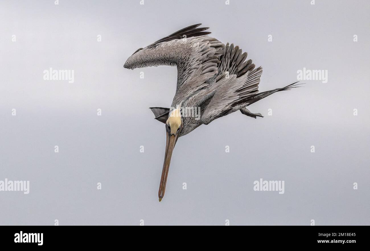 Brown pelican, Pelecanus occidentalis, fishing by diving steeply into ...