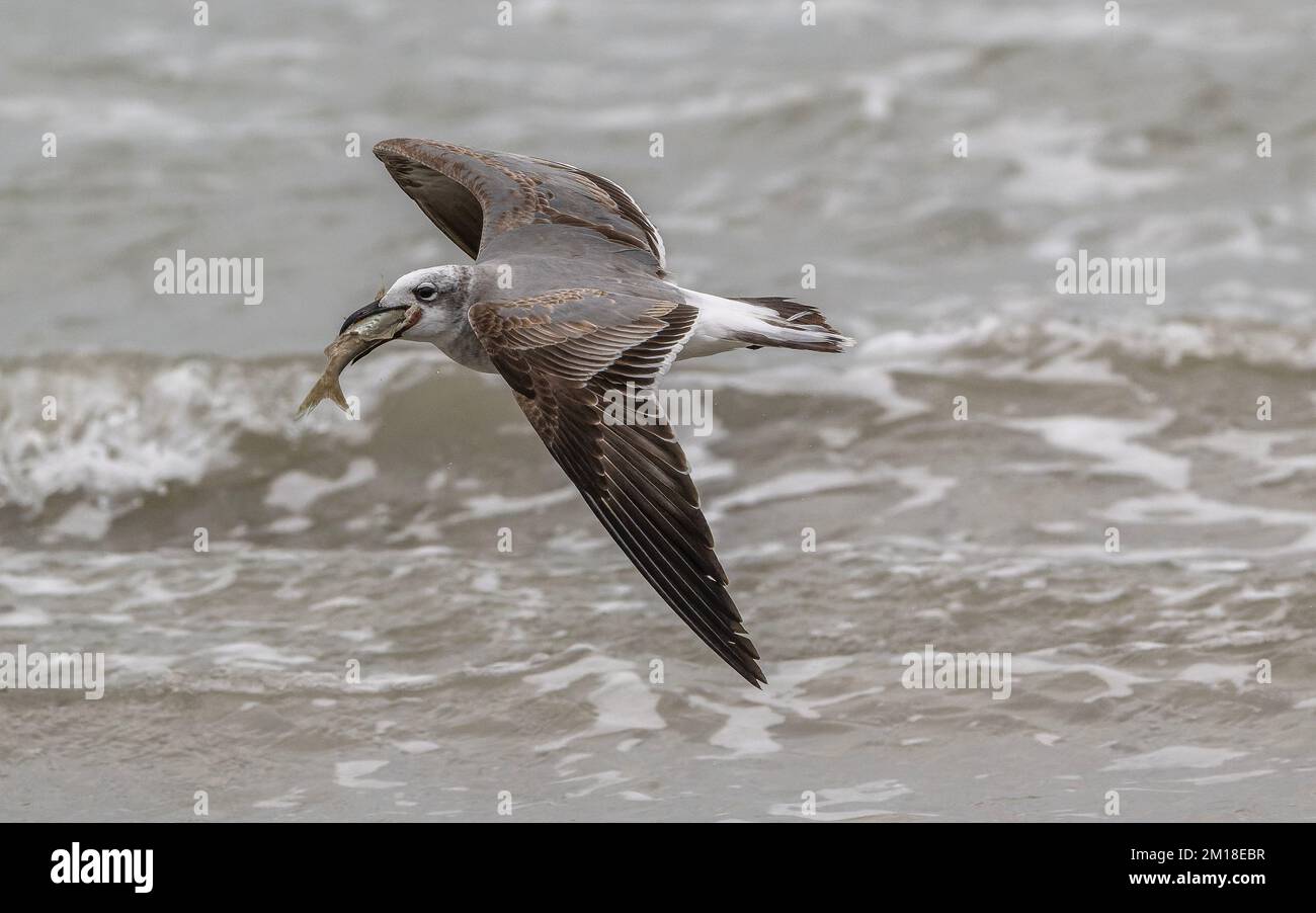 Laughing gull, Leucophaeus atricilla, in flight with recently-caught ...
