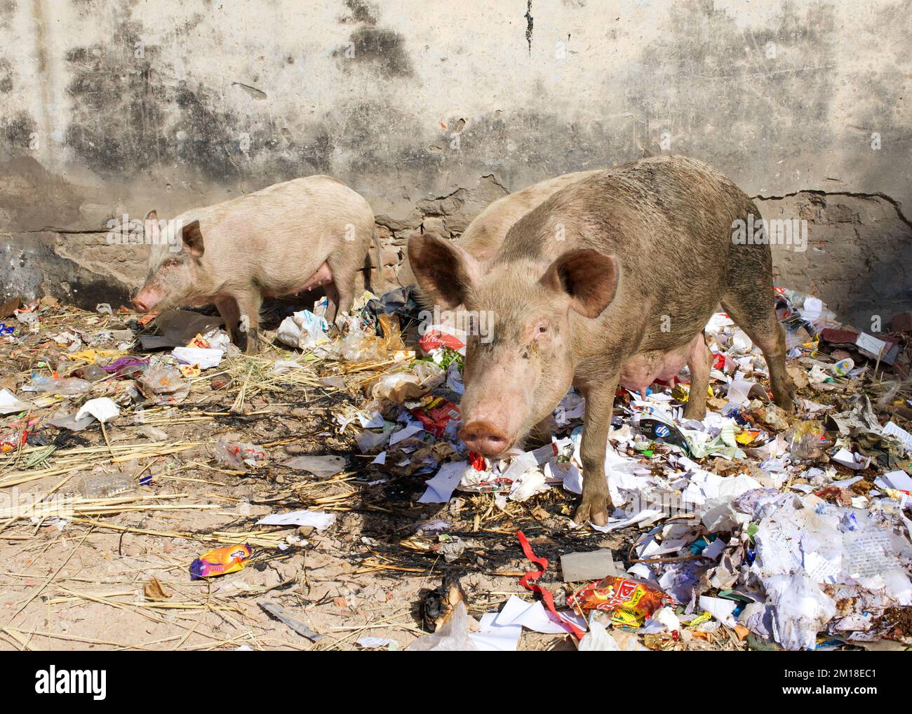 Indian pigs hi-res stock photography and images - Alamy