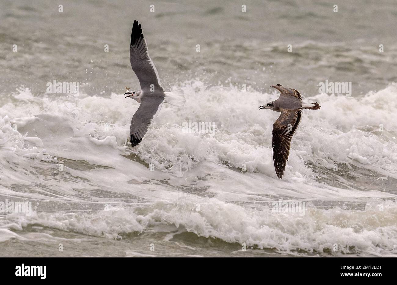 Laughing gulls, Leucophaeus atricilla, one chasing another with a fish ...