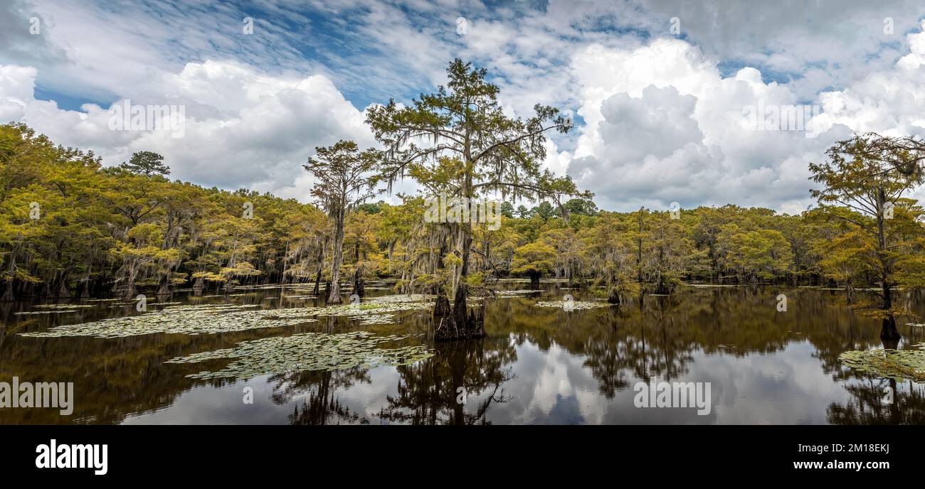 The magical landscape of the Caddo Lake, Texas Stock Photo - Alamy