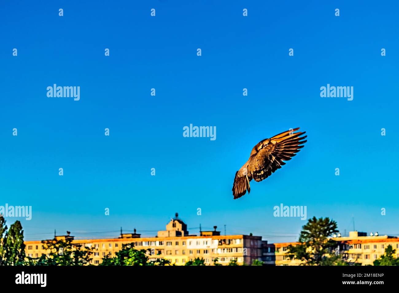The travelling pigeon in the flight Stock Photo - Alamy