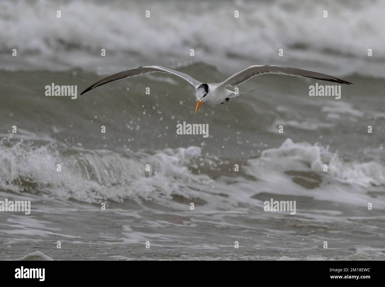 Royal tern, Thalasseus maximus, in flight in winter, Texas Stock Photo ...
