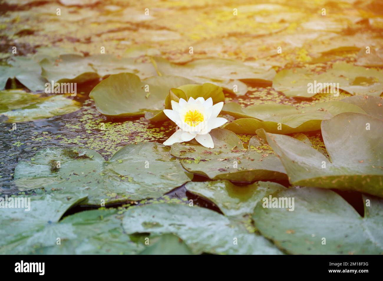 White lotus lily flower with yellow pollen and green round leaves on ...