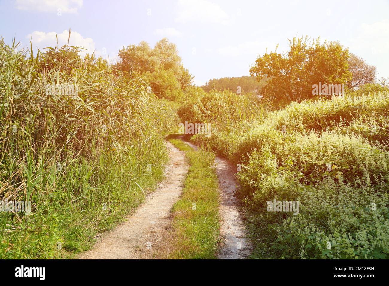 Landscape on the way in the marsh field. Dry dirt road between swamp ...