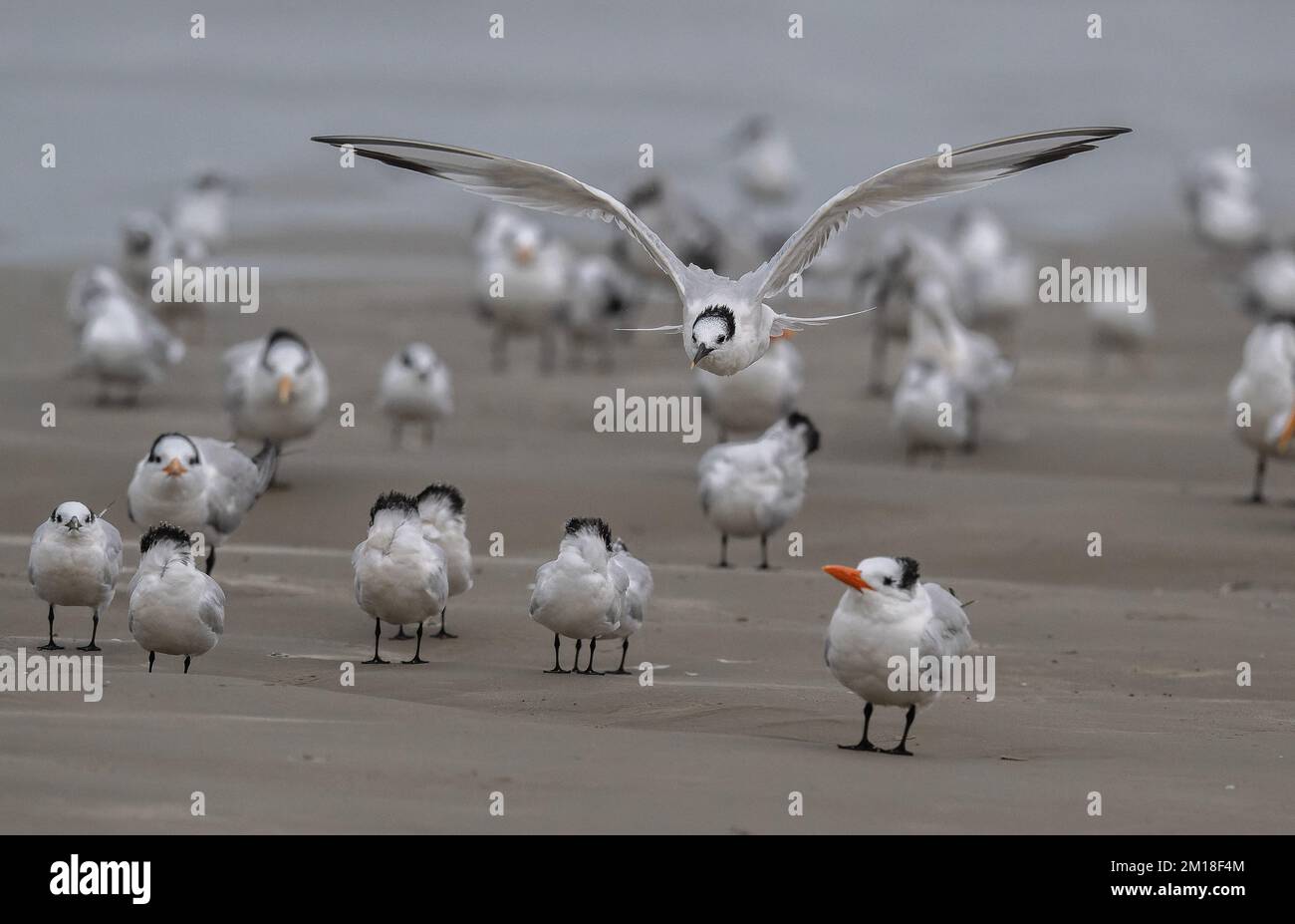 Sandwich tern, Thalasseus sandvicensis, in flight over group of terns ...