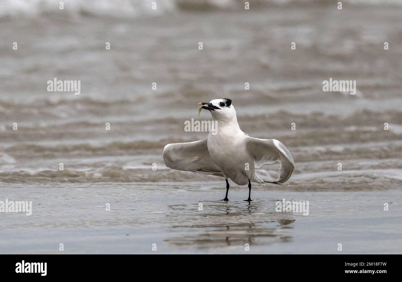Sandwich tern, Thalasseus sandvicensis, in winter, displaying with ...