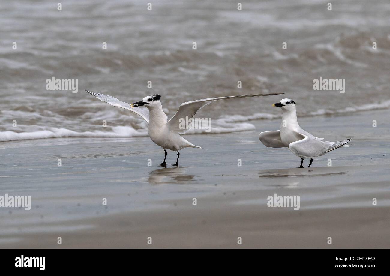 Sandwich Terns Thalasseus Sandvicensis In Winter Displaying With