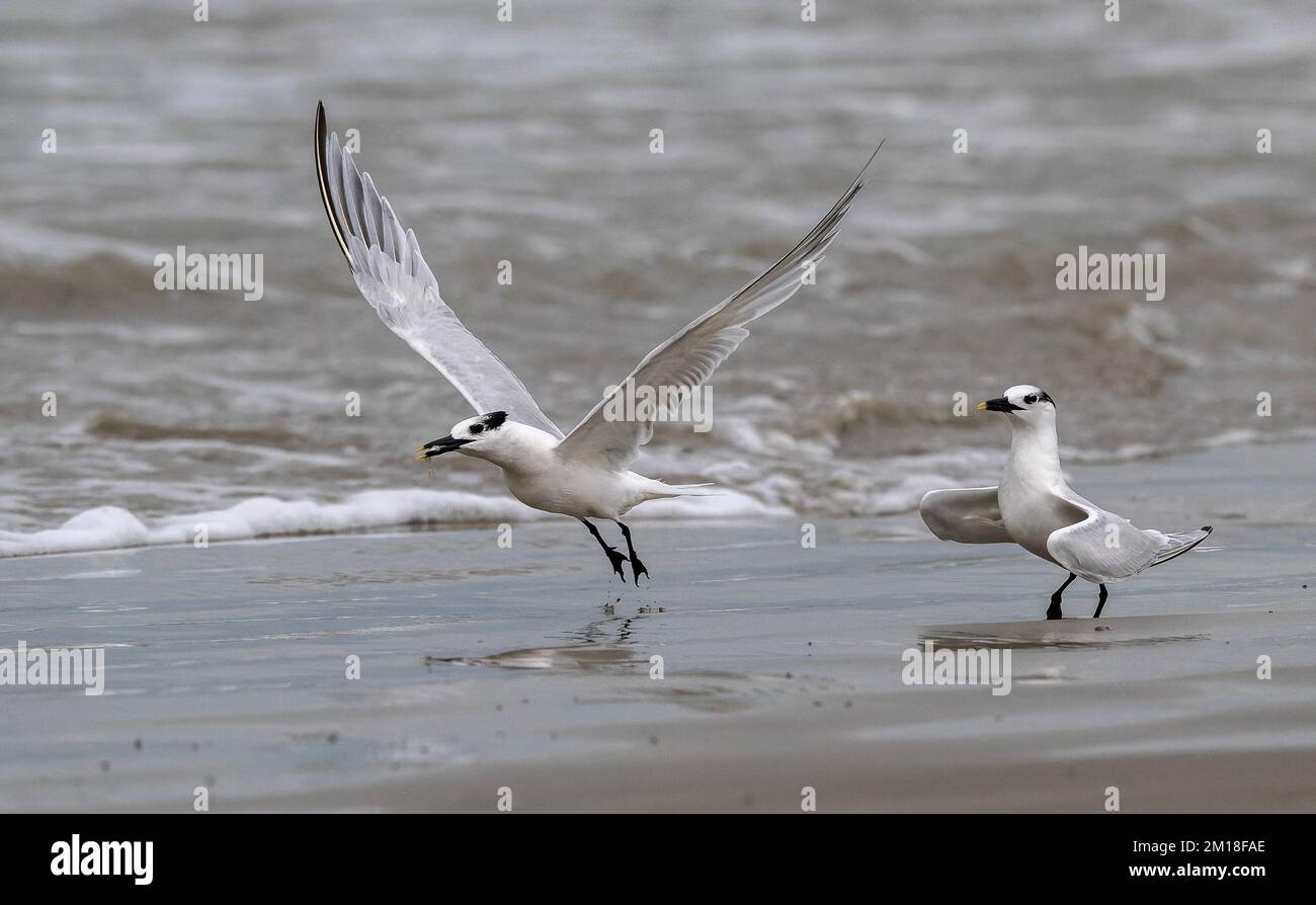 Sandwich terns, Thalasseus sandvicensis, in winter, displaying with ...