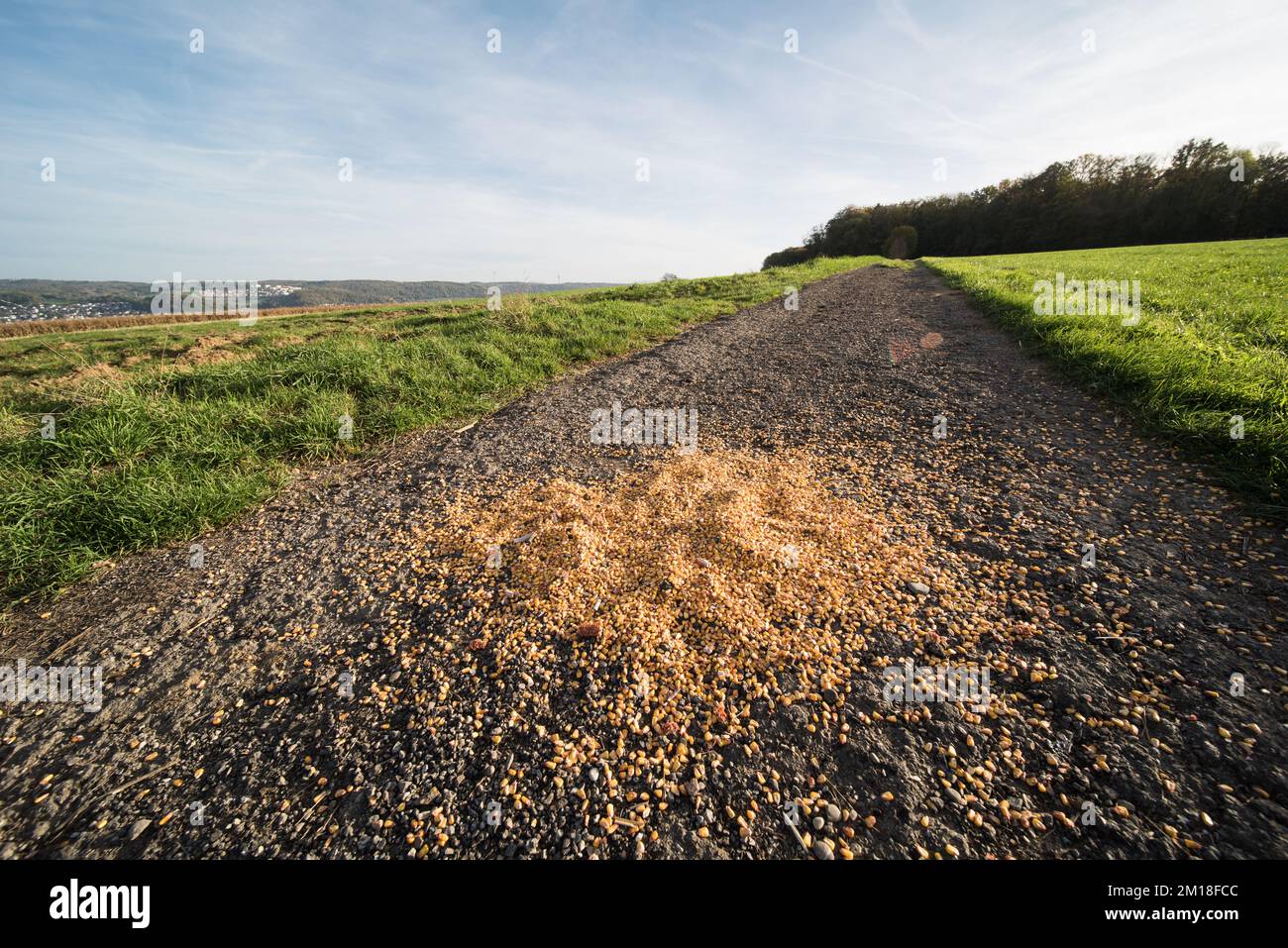 corn kernels lying on the ground on a dirt road Stock Photo - Alamy